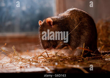 rat, in shelter, Germany / (Rattus norvegicus forma domestica Stock ...