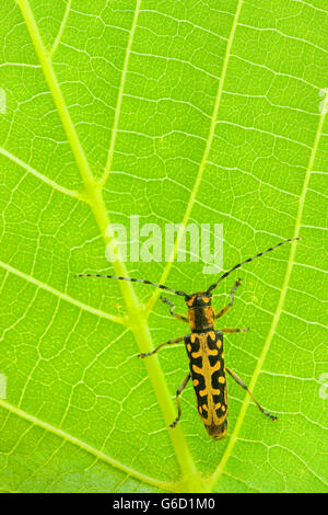Ladder marked longhorn beetle, Saperda scalaris with aphid on its head ...