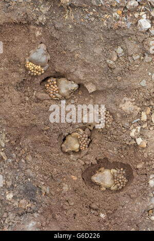 Midwife Toad, Alytes obstetricans. Group of toadlets on pond Stock ...
