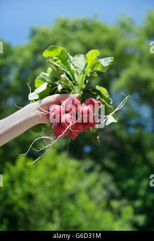 Bunch of fresh red radishes on white isolated background. CLose up ...