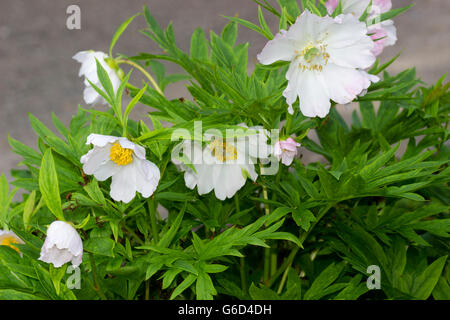 Drooping white flower of the compact species peony, Paeonia veitchii ...