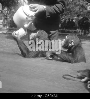 A Chimpanzee tea party at London Zoo Stock Photo - Alamy