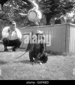 A Chimpanzee tea party at London Zoo Stock Photo - Alamy