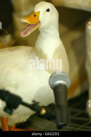 Daisy the duck quacks into a microphone inside an acoustic chamber at ...
