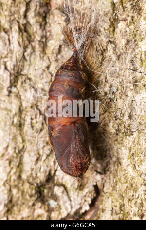 A Gypsy Moth (Lymantria dispar) pupa attached to the side of an oak ...