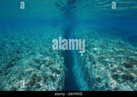 Natural trench underwater sea into the fore reef slope with corals on ...