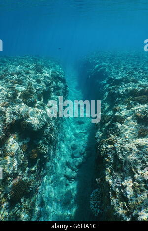 Natural trench underwater sea into the fore reef slope with corals on ...