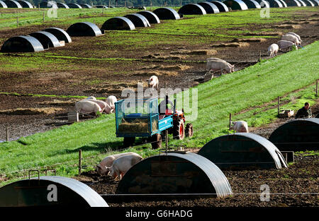 Pig farm stock. General view of pig farm, Packington, Staffordshire ...