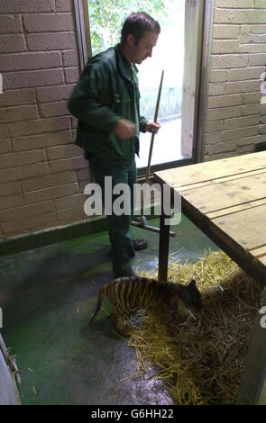 Ratna, a fourteen week old Sumatran tiger cub, who was born at Dublin ...