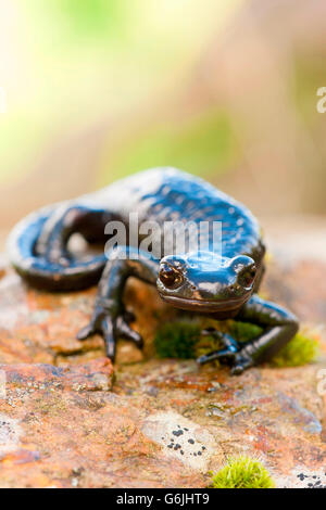 Alpine salamander, European Alpine salamander (Salamandra atra aurorae ...