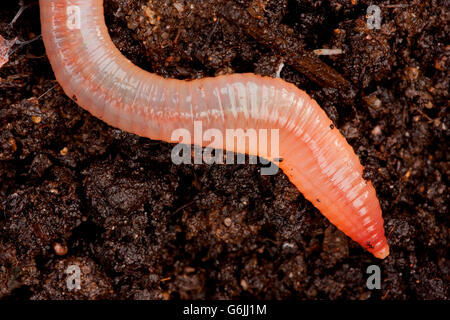 Common Earthworm Lumbricus terrestris adult Stock Photo: 33144178 - Alamy