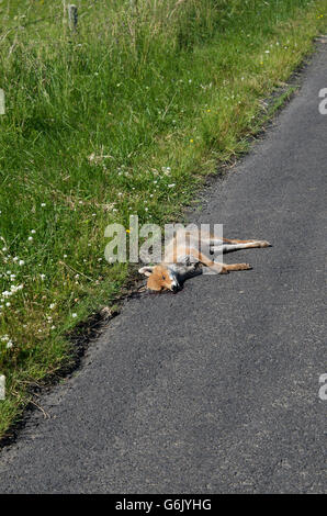 Dead Red fox on the roadside, roadkill, Auvergne, France, Europe Stock ...