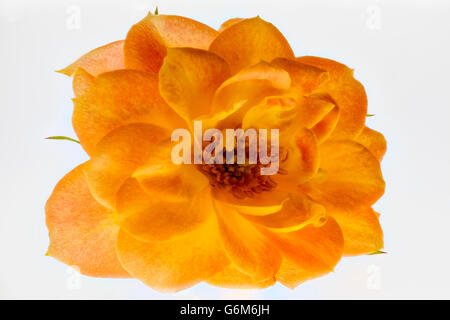 Yellow English Rose emphasizing the beautiful form and structure of the ...