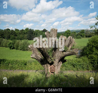 Face in the tree sculpture, Brungerley Park, Clitheroe, Ribble Valley ...