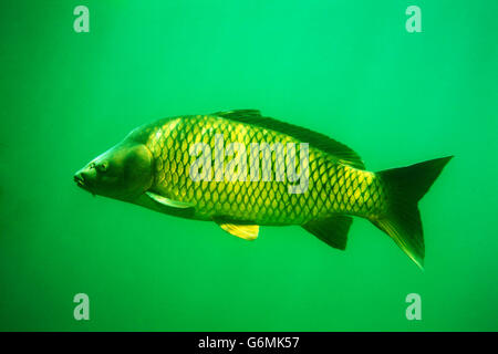 Wild carp (Cyprinus carpio Stock Photo - Alamy