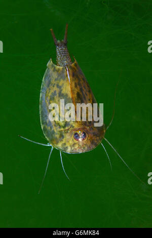 Tadpole Shrimp Triops crustaceans in pool of water in desert at Coyote ...