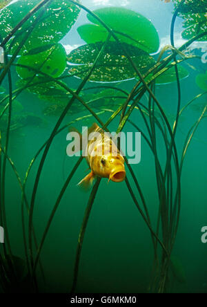 Golden carp (Cyprinus carpio Stock Photo - Alamy