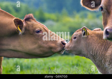 Beef Calves in Buttercup Meadow Tring Hertfordshire Stock Photo - Alamy