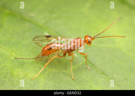 A female Aulacid Wasp (Aulacus burquei) perches on a leaf Stock Photo ...