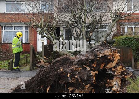 A fallen tree lies against a house on Kings Road in Kingstanding ...