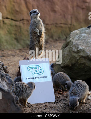 Meerkats are counted during the annual stocktake at ZSL London Zoo in ...