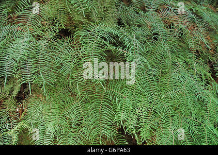scrambling coral-fern (Gleichenia microphylla) Plantae Stock Photo - Alamy