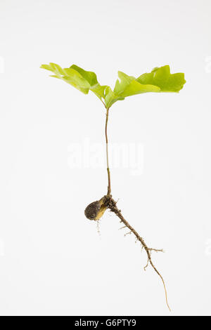 Close up of the leaves of a young Oak (quercus robur, quercus patraea ...