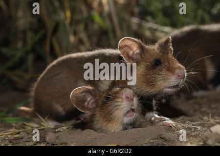 European hamster (Cricetus cricetus) juvenile looking out of burrow ...