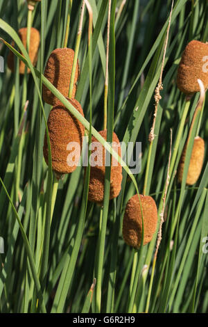 Dwarf Bulrush, Miniature Cattail, Least Bulrush (Typha minima ...