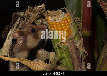 European Hamster (Cricetus cricetus), climbing on maize plant, feeding ...