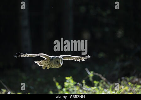 Ural owl (Strix uralensis), flying, Bavarian Forest National Park ...