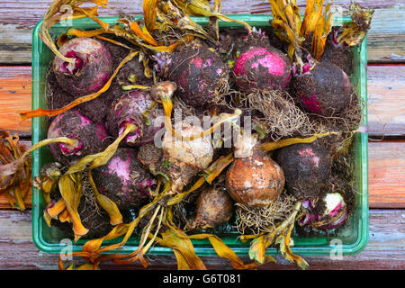 Drying Hyacinth flower Stock Photo - Alamy