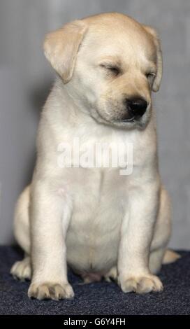 The Andrex Puppy met his waxwork double during a photocall at Madame ...