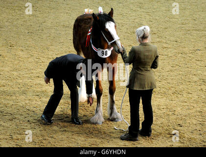 One year old Shire fillies wait to be judged in the arena during the ...