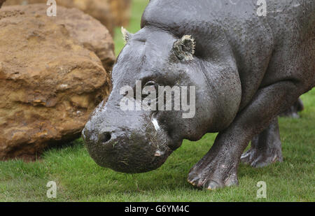 Thug, the 17-year-old pygmy hippo, explores his new enclosure in London ...