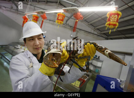 A live lobster at the SeeWoo oriental food specialist supermarket in ...