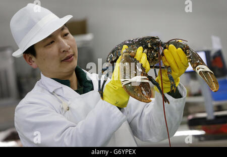 A live lobster at the SeeWoo oriental food specialist supermarket in ...