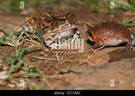 Tremolo Sand Frog, Hidden Valley, KwaZulu-Natal, South Africa ...