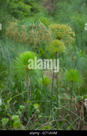 A vertical shot of a papyrus plant (Cyperus papyrus Stock Photo - Alamy