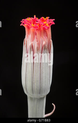 Senecio pendulus,Succulent plant Stock Photo - Alamy