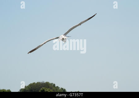 Seagull Flying Freely In The Sky, istanbul Turkey Stock Photo - Alamy