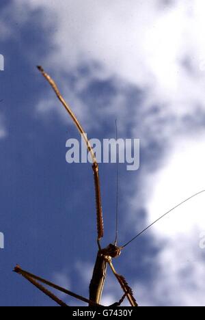 Phoebe, a Malaysian giant stick insect comes out to enjoy the sun at ...