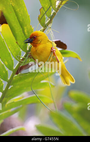 African golden-weaver, Sanzibar, Tanzania, Africa (Ploceus subaureus ...