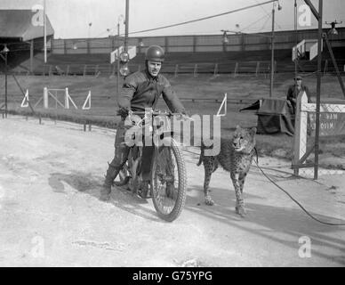 Eric Chitty (Speedway rider) with a cheetah Stock Photo - Alamy