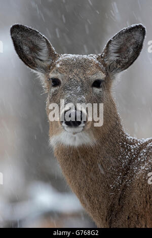 doe deer in snow looking at camera Stock Photo - Alamy