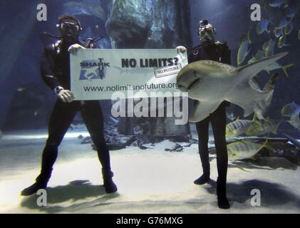 Shark Trust patron and wildlife TV presenter Steve Backshall swimming ...