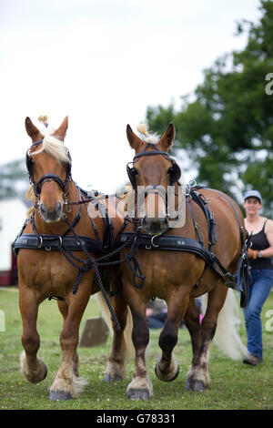 Comtois horse, draft horse in harness Stock Photo - Alamy