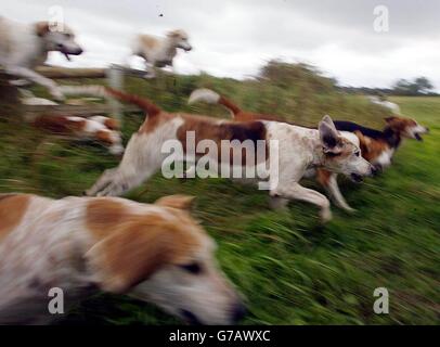 Fox hunting Master prepares to hunt with the hounds UK Stock Photo ...