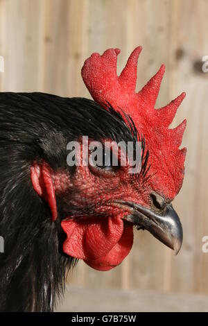 Chicken. Hen - Black with a red comb. Gallus Gallus domesticus. Close ...