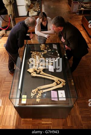 A view of the skeleton known as Racton Man at the Novium Museum in ...